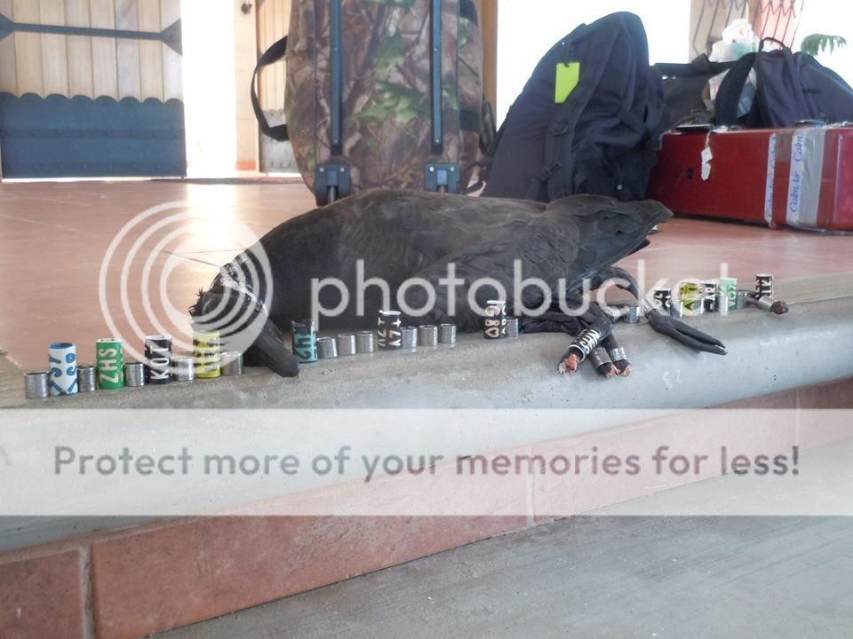 OBREGON MEXICO- Brant, Ducks, Quail, and trophy bass fishing - Texas ...